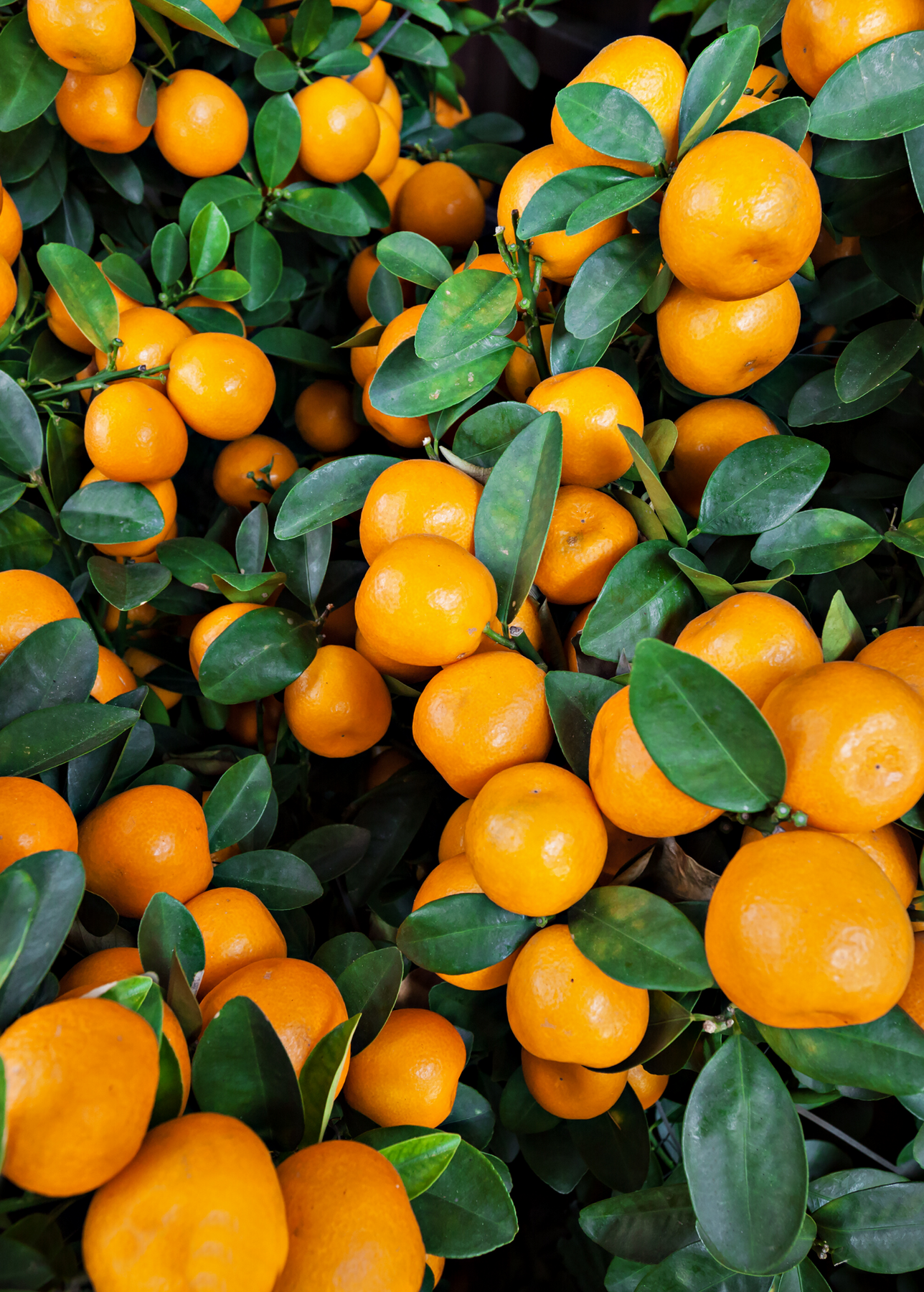 Tango Mandarin (Citrus reticulata Blanco) – Epic Adventures FL
